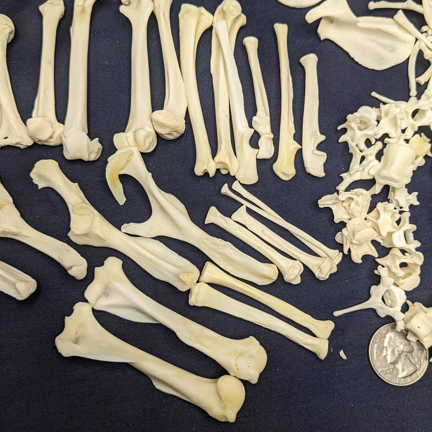 Groundhog Woodchuck Bones Full Skeletons Juvenile Adult Sold by Type ...