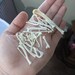 Animal Bones Leg Arm Hip Bones Rat Mouse Hamster Gerbil Real Small TINY ...