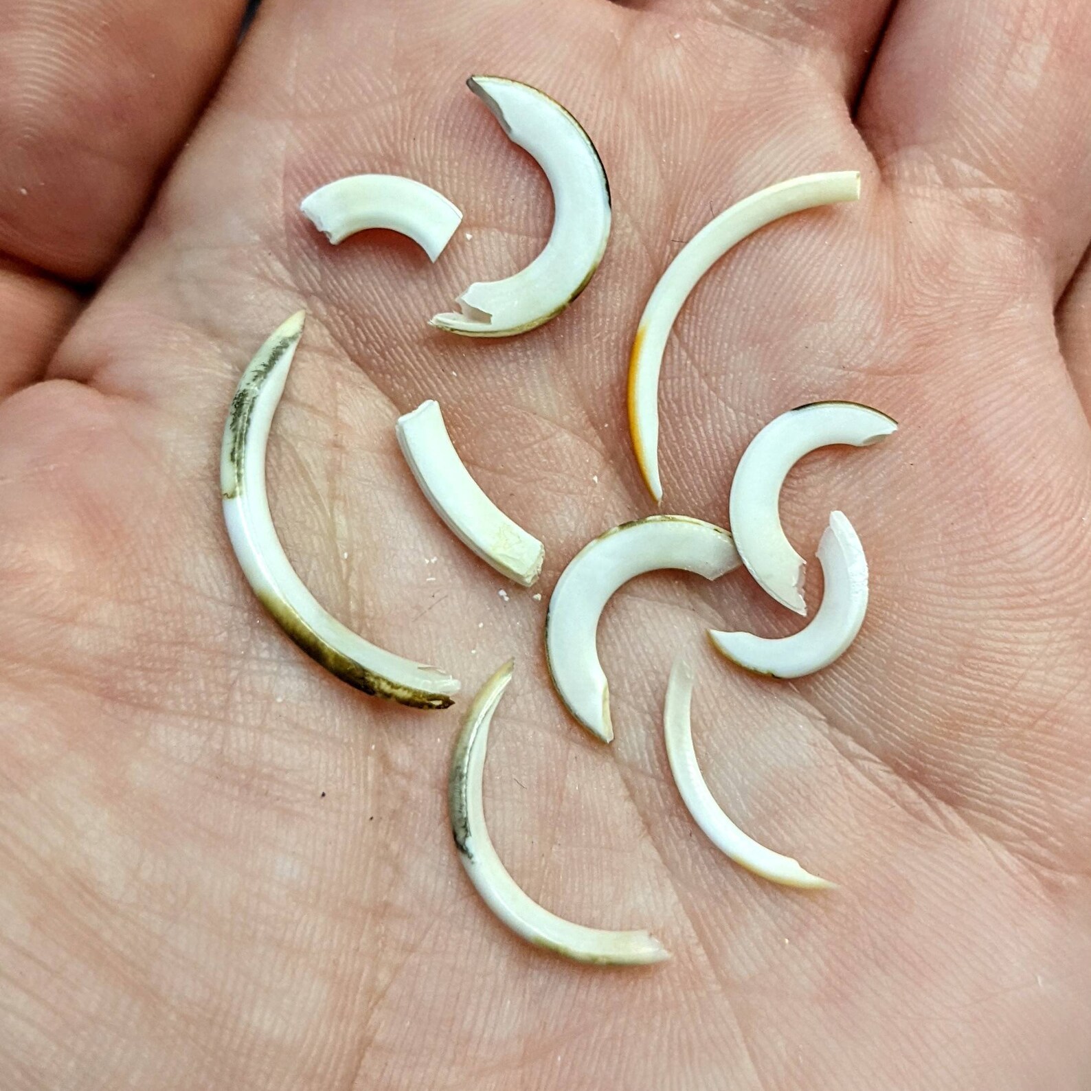 Rodent Teeth Real Small Animal Teeth All Kinds Small or Large - Etsy