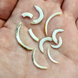 Rodent Teeth Real Small Animal Teeth All Kinds Small or Large Hamster ...