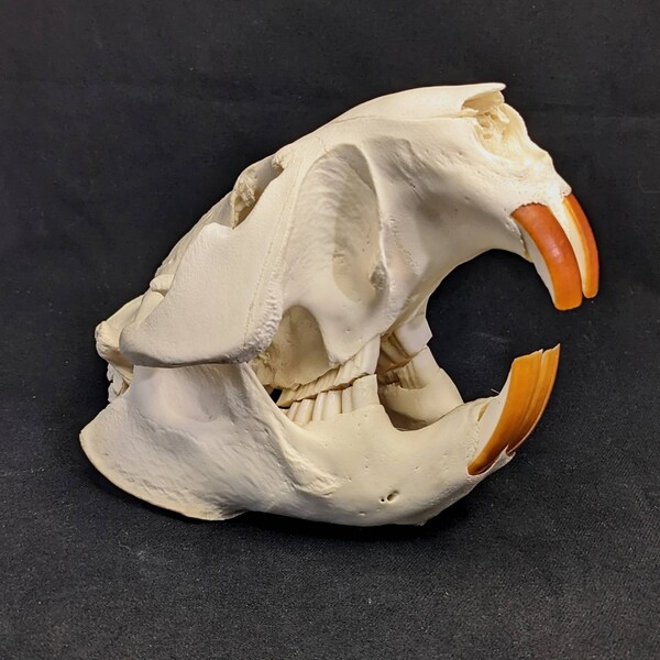 Beaver Skull - Etsy