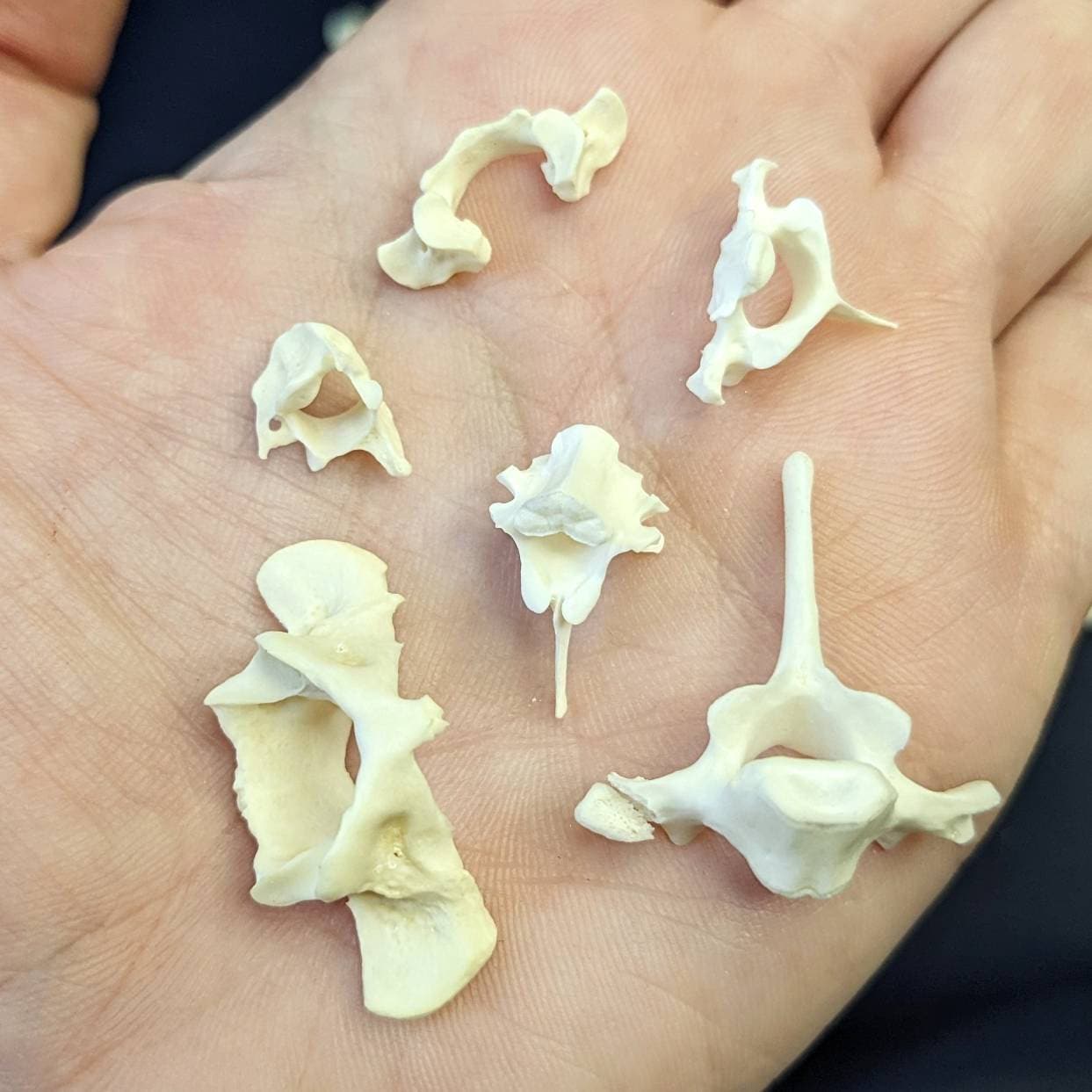 Real Animal Bone Vertebrae Spine Bones From Rabbit & Squirrel - Etsy
