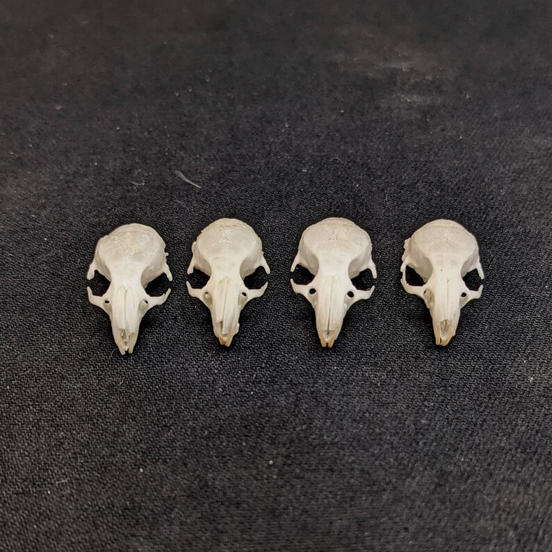 Mouse Skull Real Tiny Mouse Skulls Cleaned Whitened | Etsy