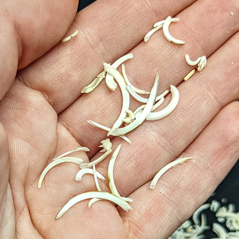Rodent Teeth Real Small Animal Teeth All Kinds Small or Large - Etsy