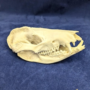 Opossum Skeleton Geriatric Bones Opossum Bones Skeleton Cleaned Animal ...