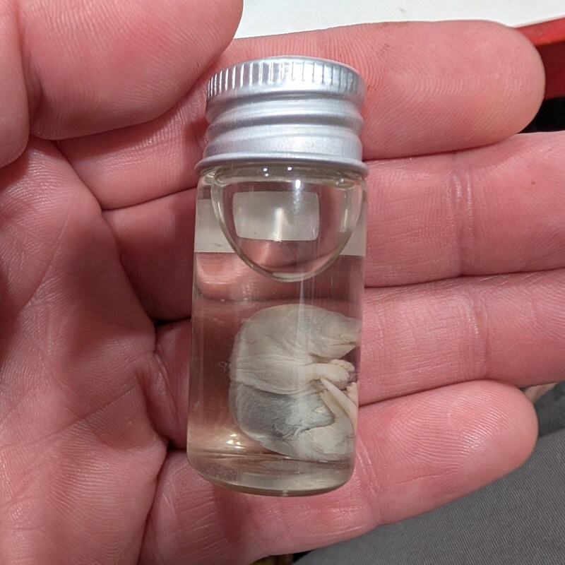 Wet Specimen - Etsy