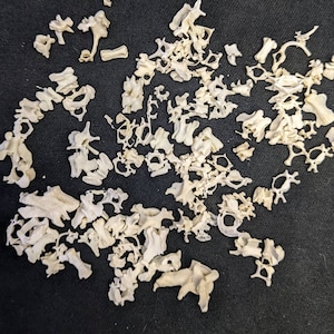 Rodent Vertebrae Real Small Animal Vertebrae Spine Bones Taxidermy ...