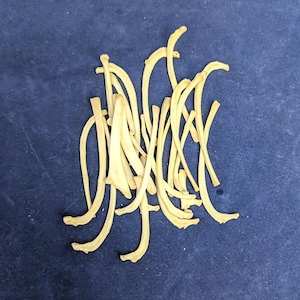 Opossum Skeleton Geriatric Bones Opossum Bones Skeleton Cleaned Animal ...