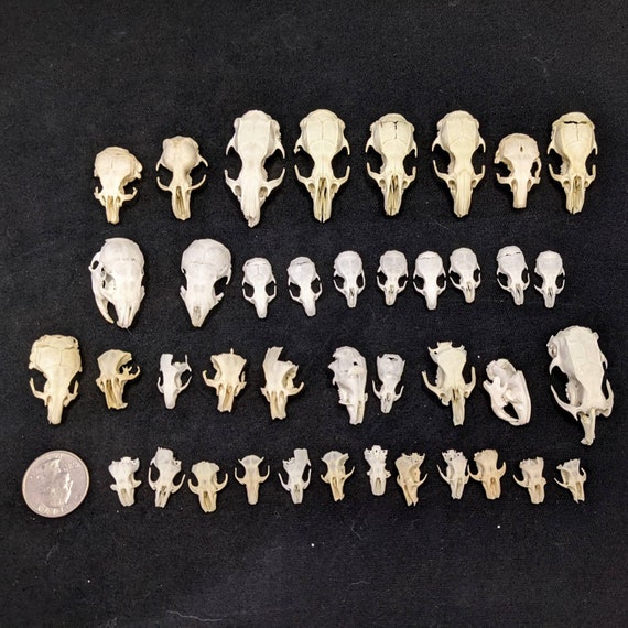 Tiny Skull Taxidermy Bones Rodent Skulls Cleaned & Whitened - Etsy