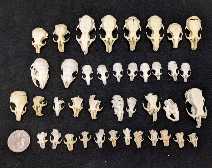 Tiny Skull Taxidermy Bones Rodent Skulls Cleaned & Whitened Mouse ...