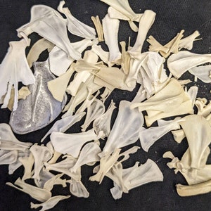 Animal Bones Rodent Scapula TINY Shoulder Blades Cleaned & Whitened ...