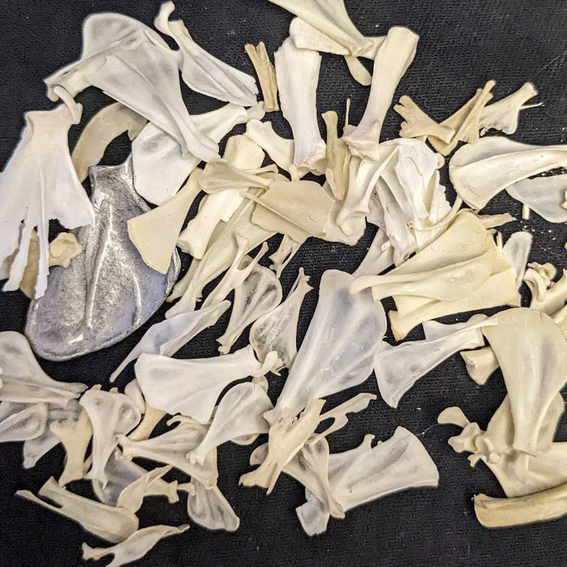 Animal Bones Rodent Scapula TINY Shoulder Blades Cleaned & - Etsy