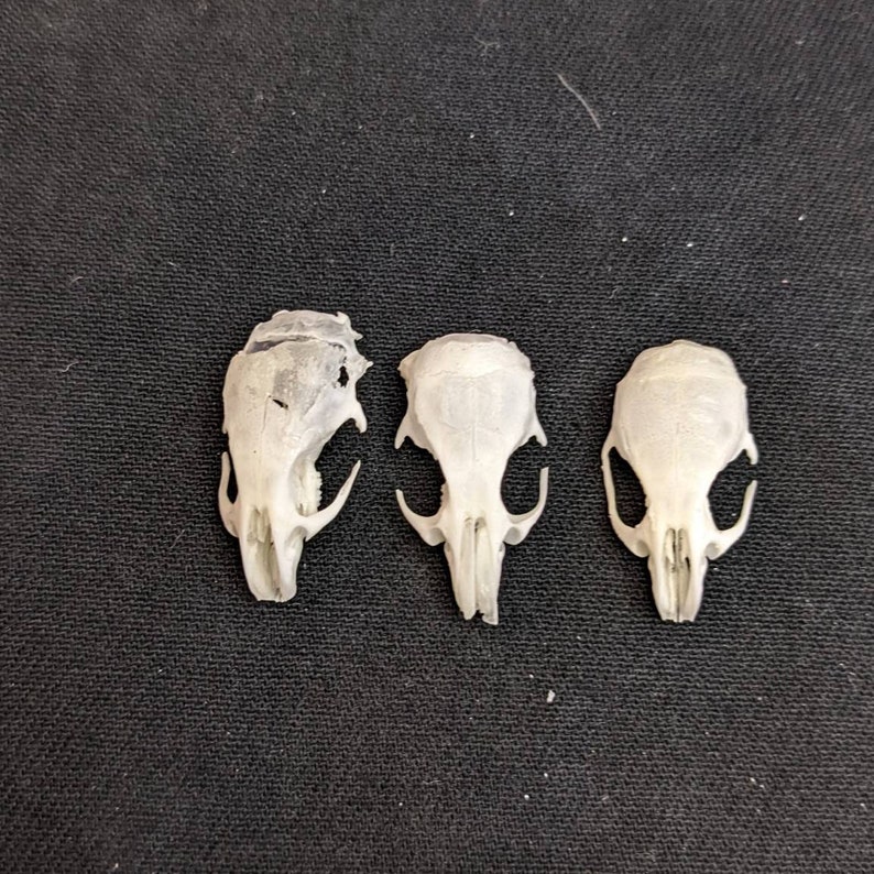 Mouse Skull Real Tiny Mouse Skulls Cleaned Whitened - Etsy