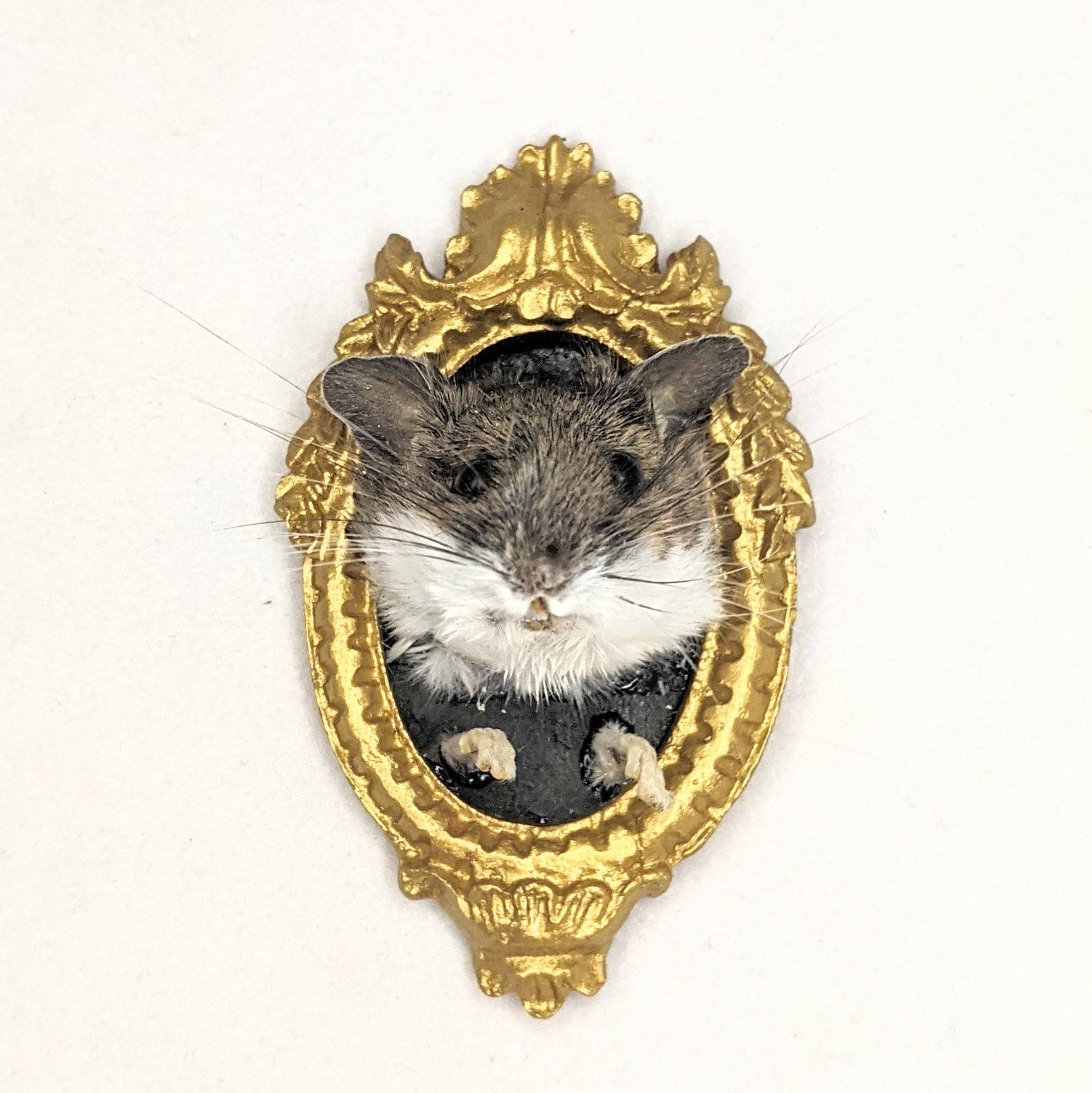 Taxidermy Mouse Head Mount Trophy Tiny Mouse With Paws / No - Etsy.de