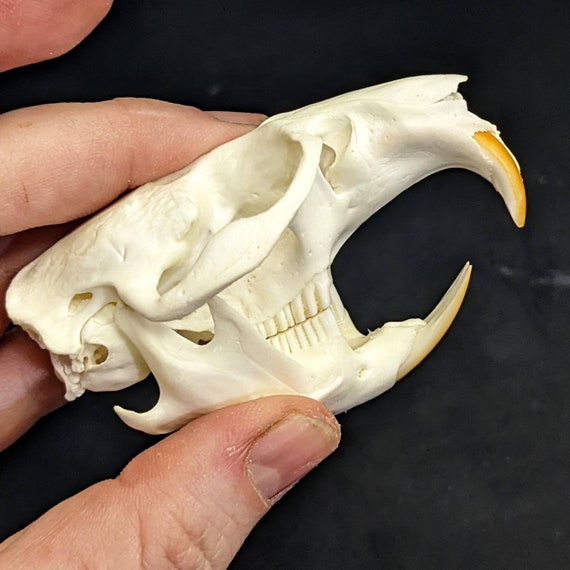 Small Animal Skeletons