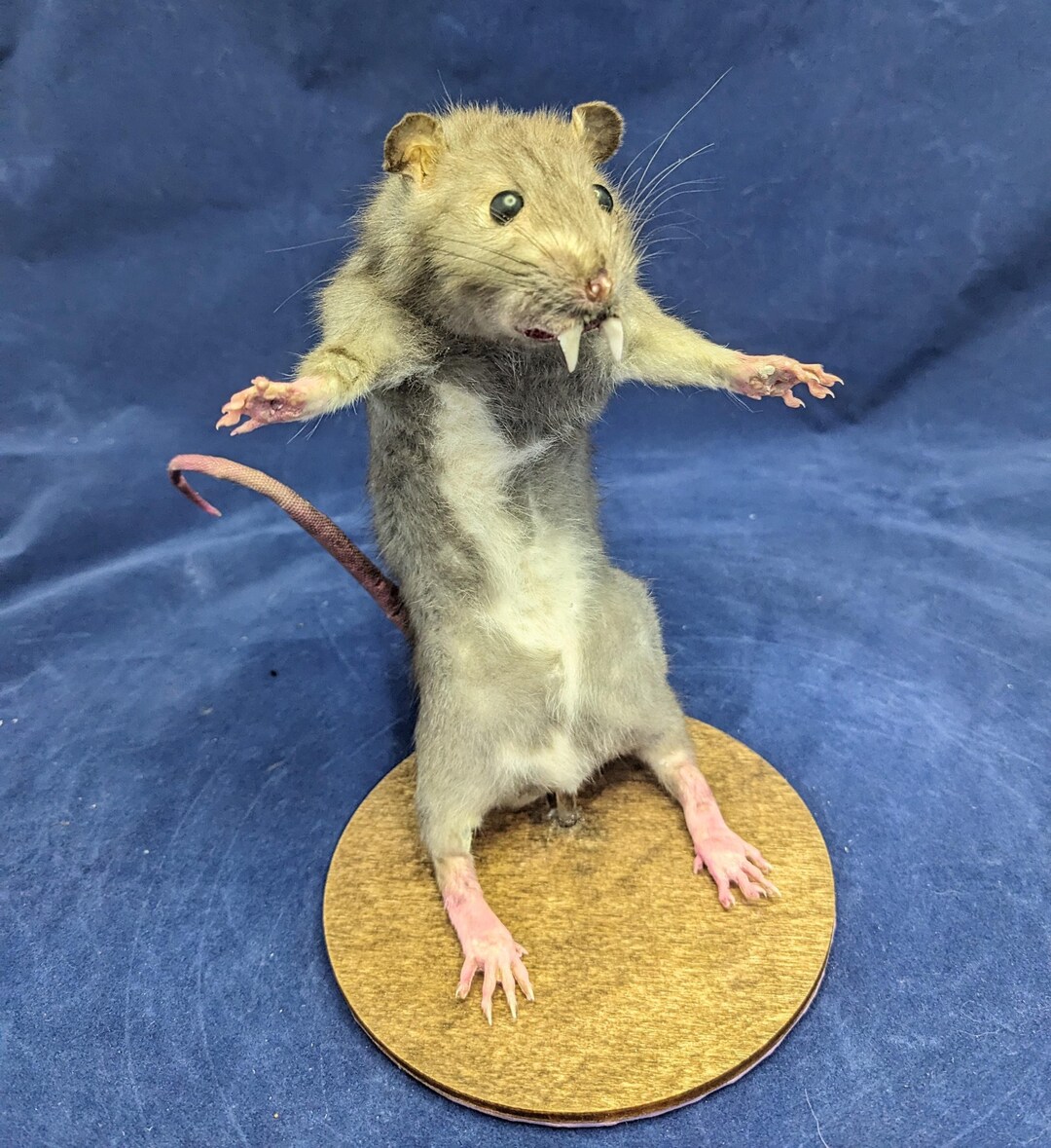 Taxidermy Rat Vampire Standing Mount Medium Sized Gray and White Rat ...