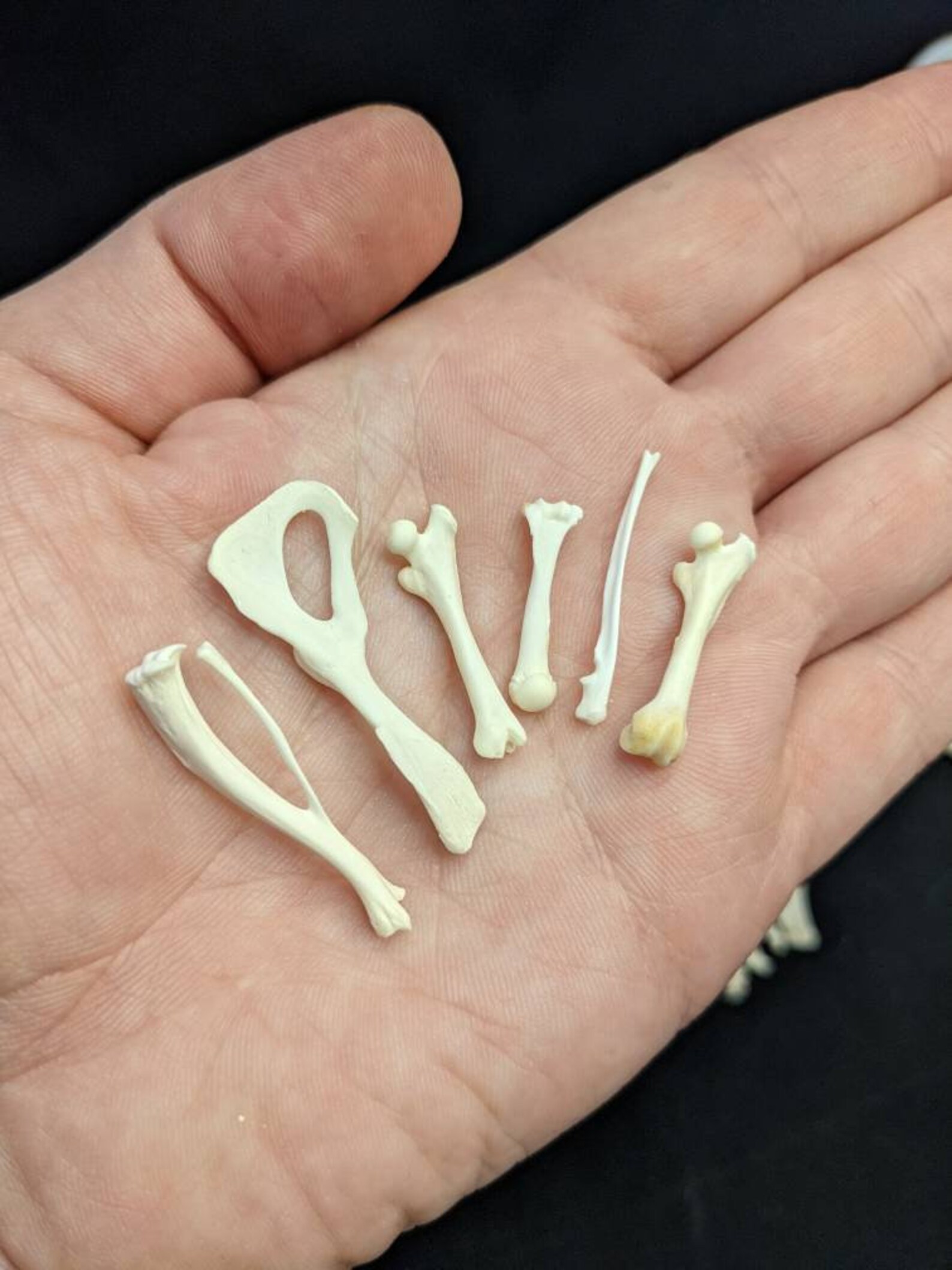 Animal Bones Leg Arm Hip Bones Rat Mouse Hamster Gerbil Real - Etsy