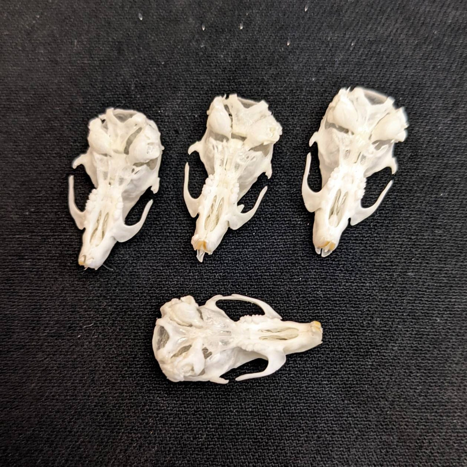 Mouse Skull Real Tiny Mouse Skulls Cleaned Whitened - Etsy