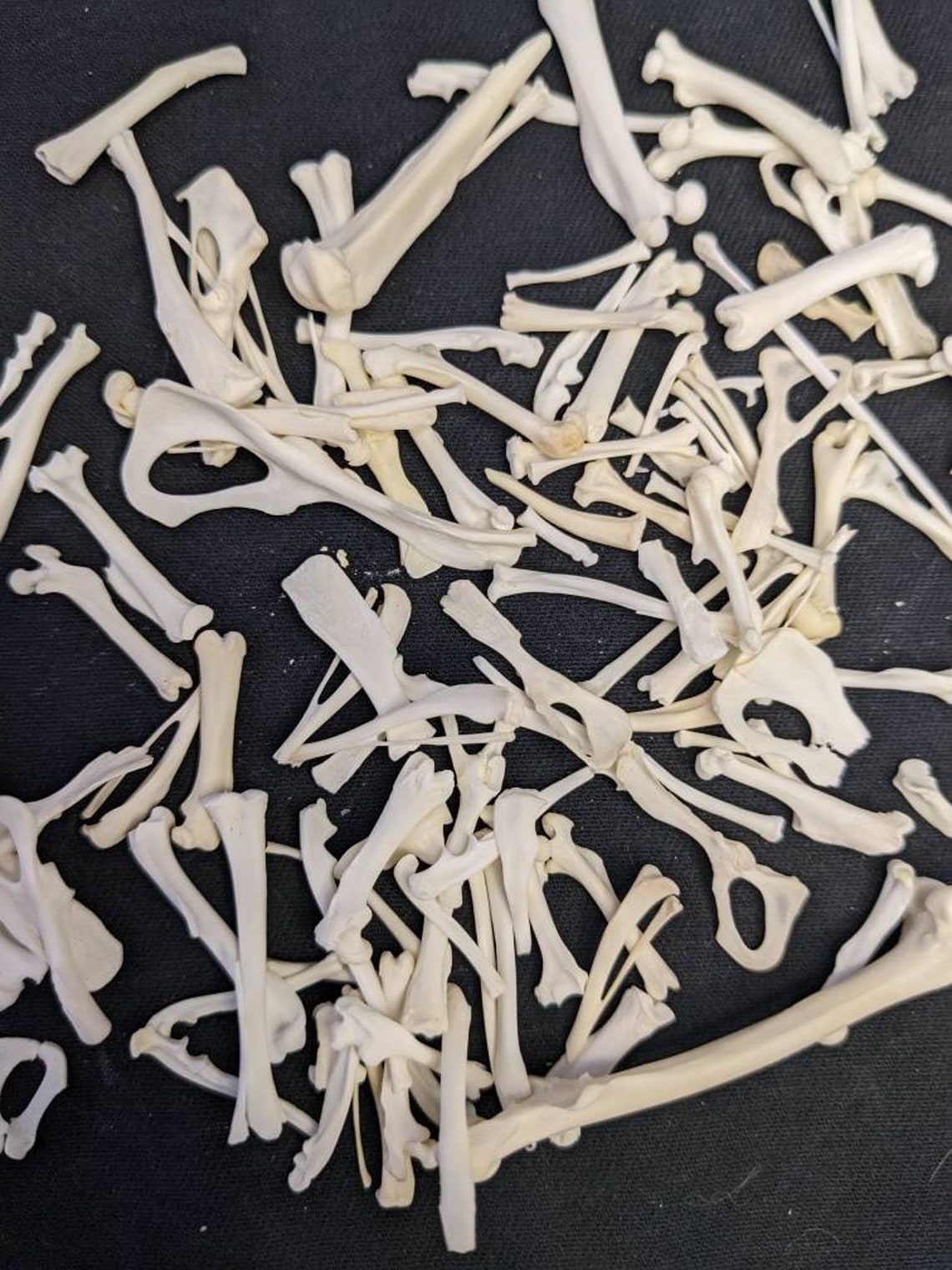 Tiny Animal Bones Assorted Leg & Arm Bones for Crafts - Mouse, Rat ...