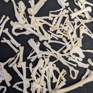 Animal Bones Leg Arm Hip Bones Rat Mouse Hamster Gerbil Squirrel Real ...
