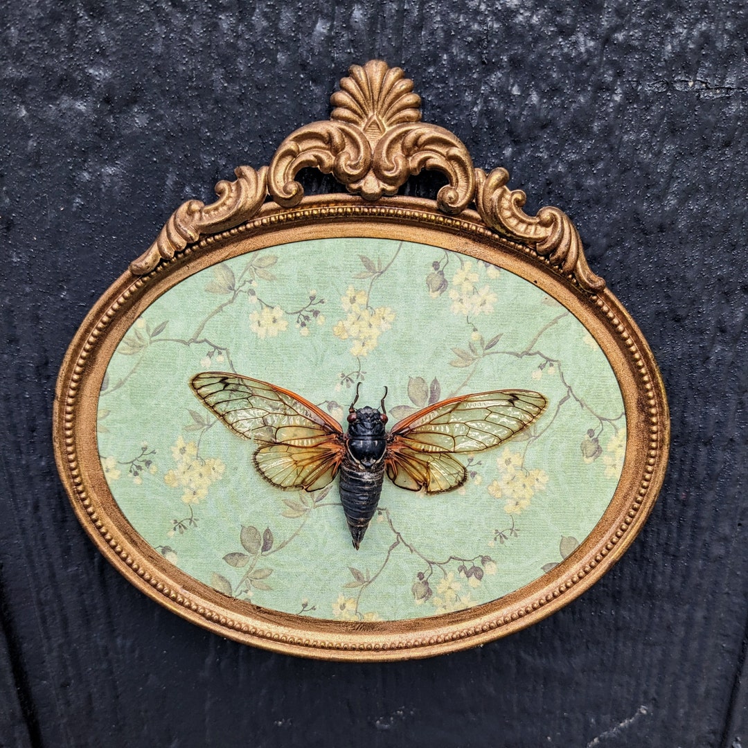 Pinned Cicadas Brood XIX on Various Frames You Choose One Real Pinned ...