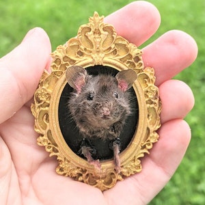 Taxidermy Mouse Head Mount Trophy Tiny Mouse / Hamster / Rat - Etsy