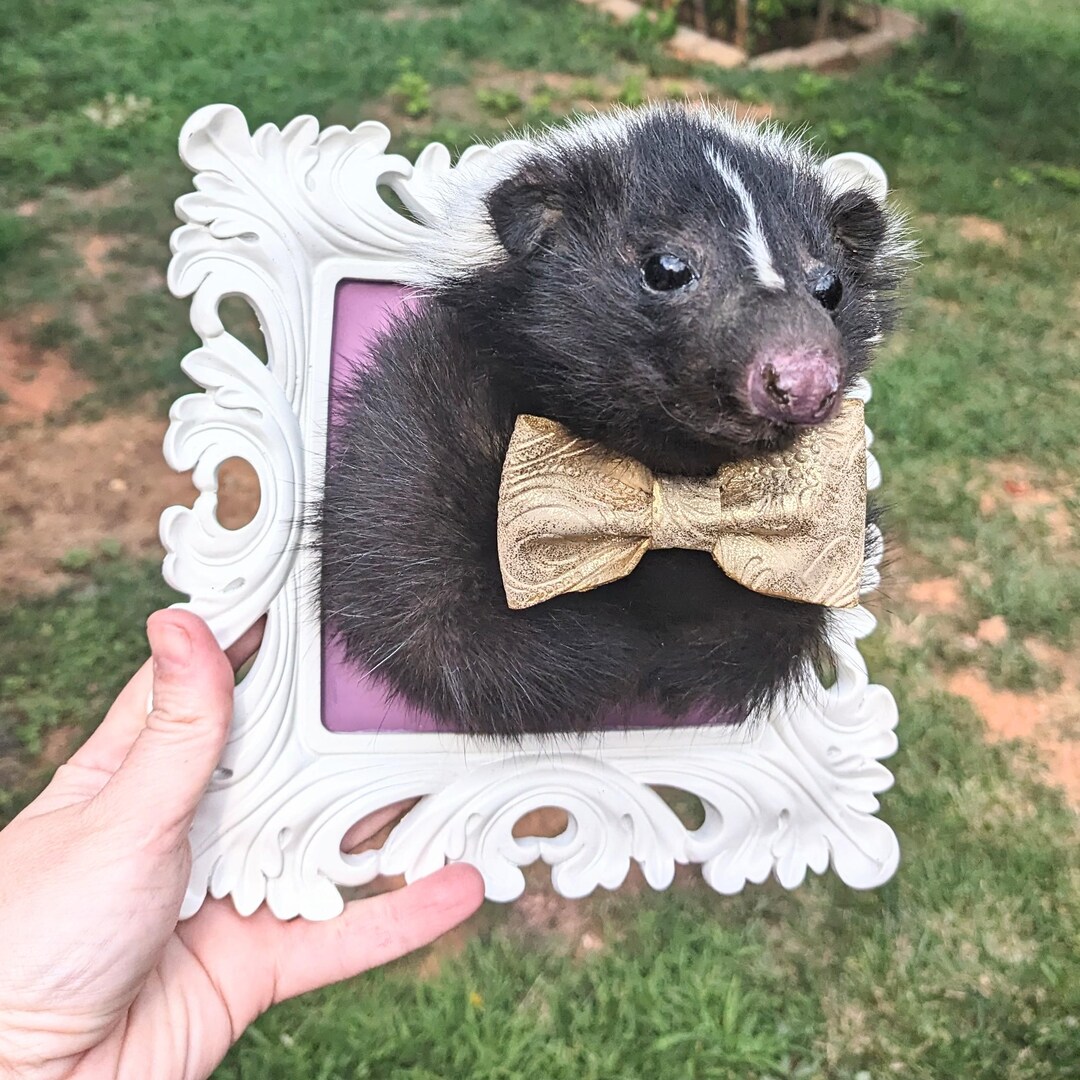 Taxidermied Skunk Head Wall Mount Oddities and Curiosities Ethically ...