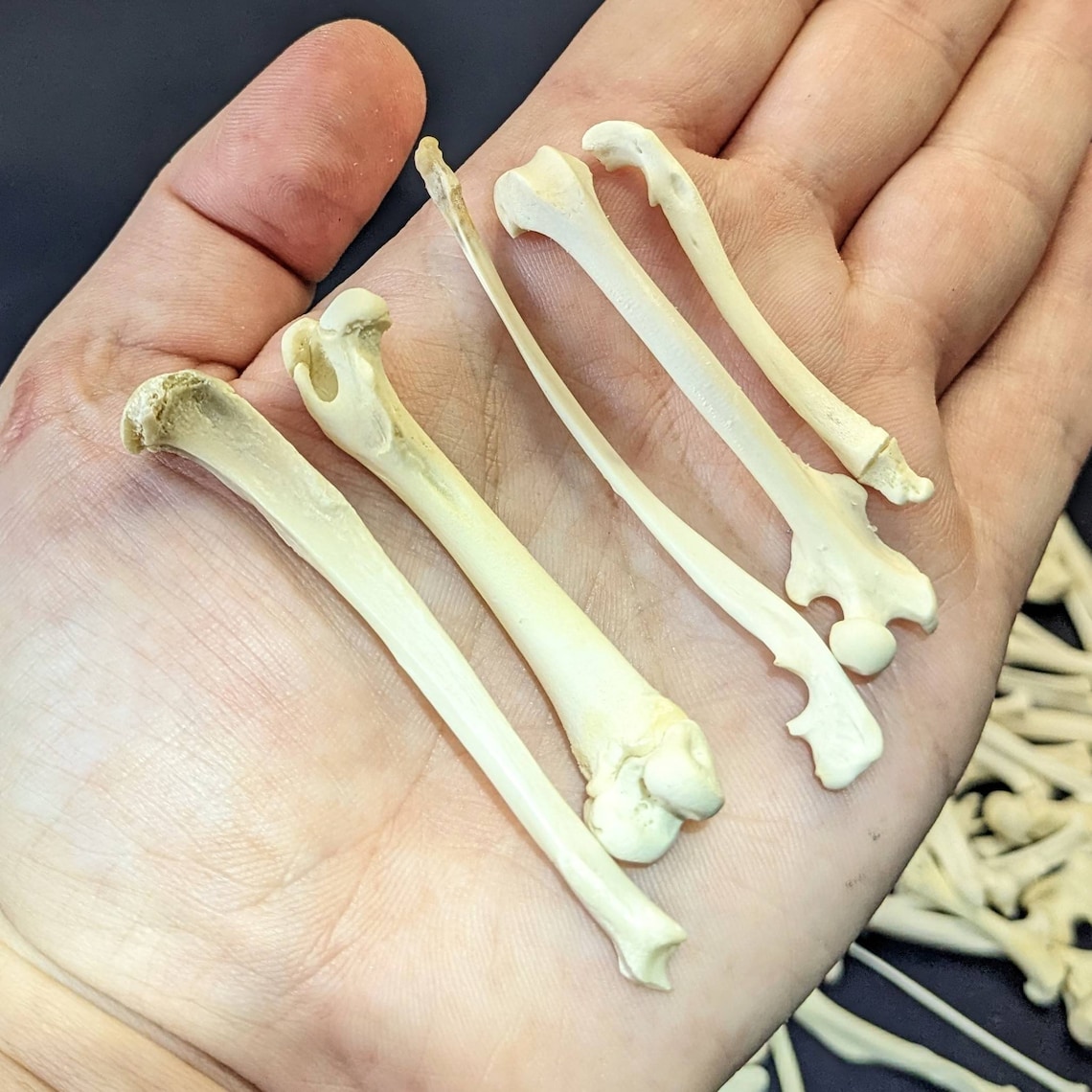 Real Animal Bones Rabbit Squirrel Arm Leg Bones Femur Tibia - Etsy