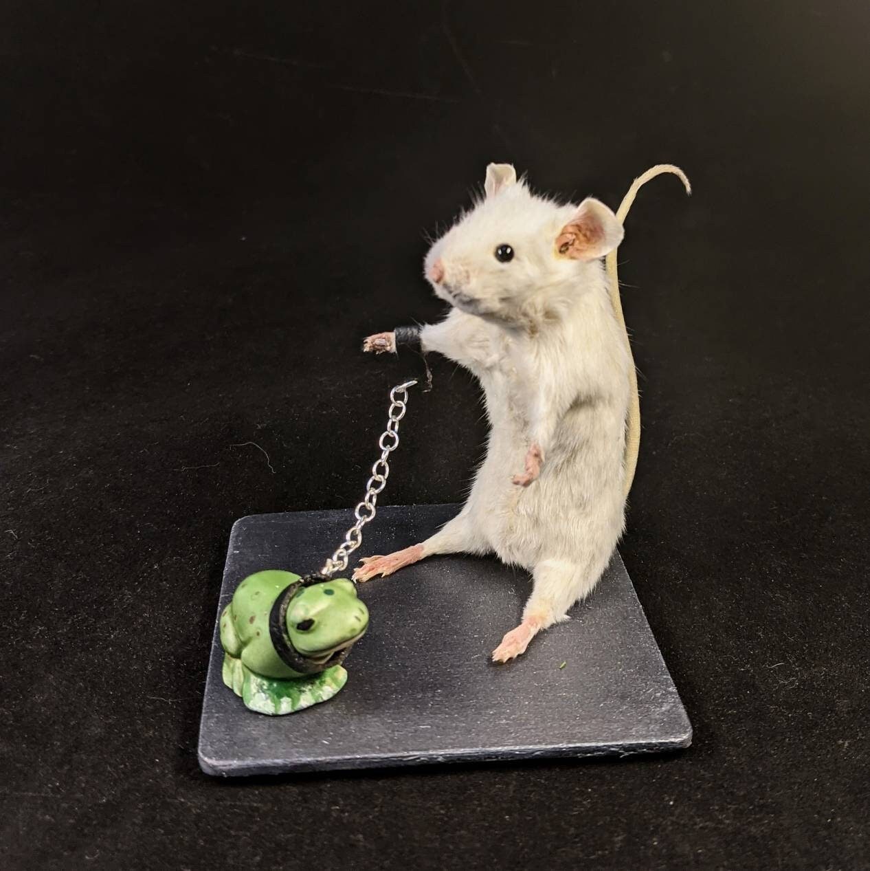 Taxidermy White Mouse Taking Their Pet for A Walk - Etsy