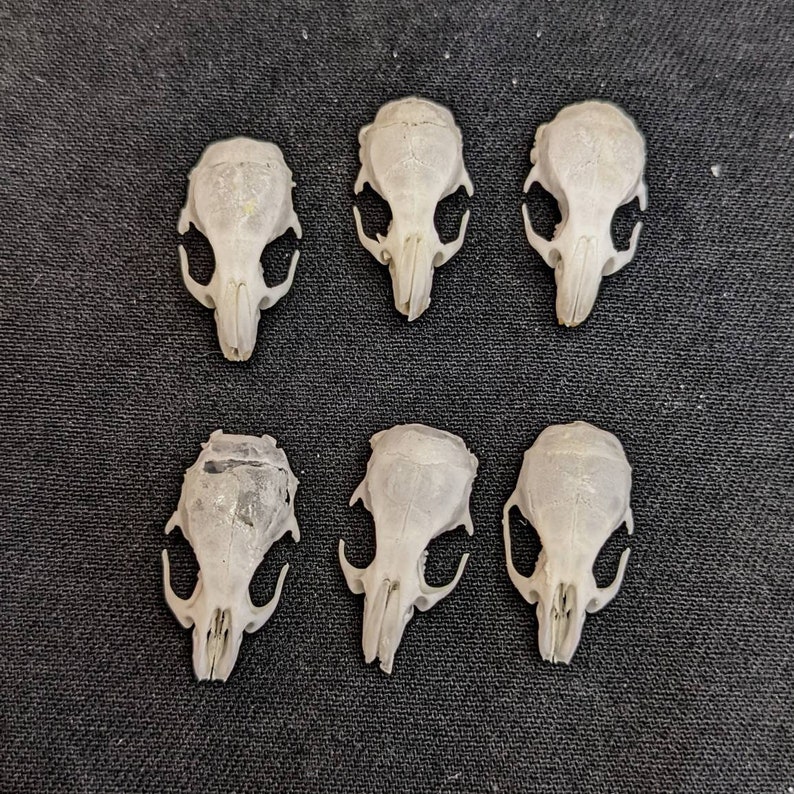 Mouse Skull Real Tiny Mouse Skulls Cleaned Whitened | Etsy