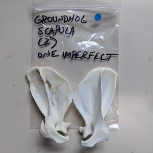 Groundhog Woodchuck Bones Full Skeletons Juvenile Adult Sold by Type ...