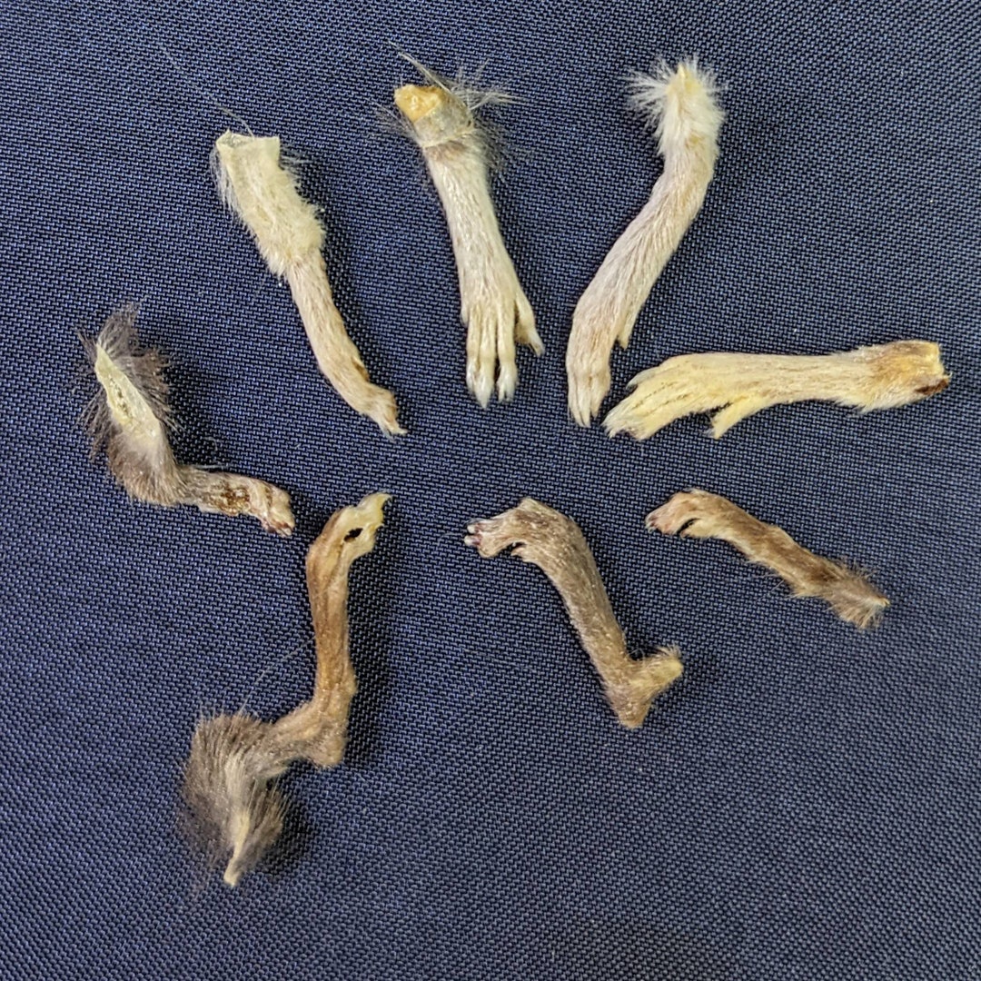 Mummified Rodent Paws Real Dried Feet From Mice Rats Hamsters Taxidermy ...