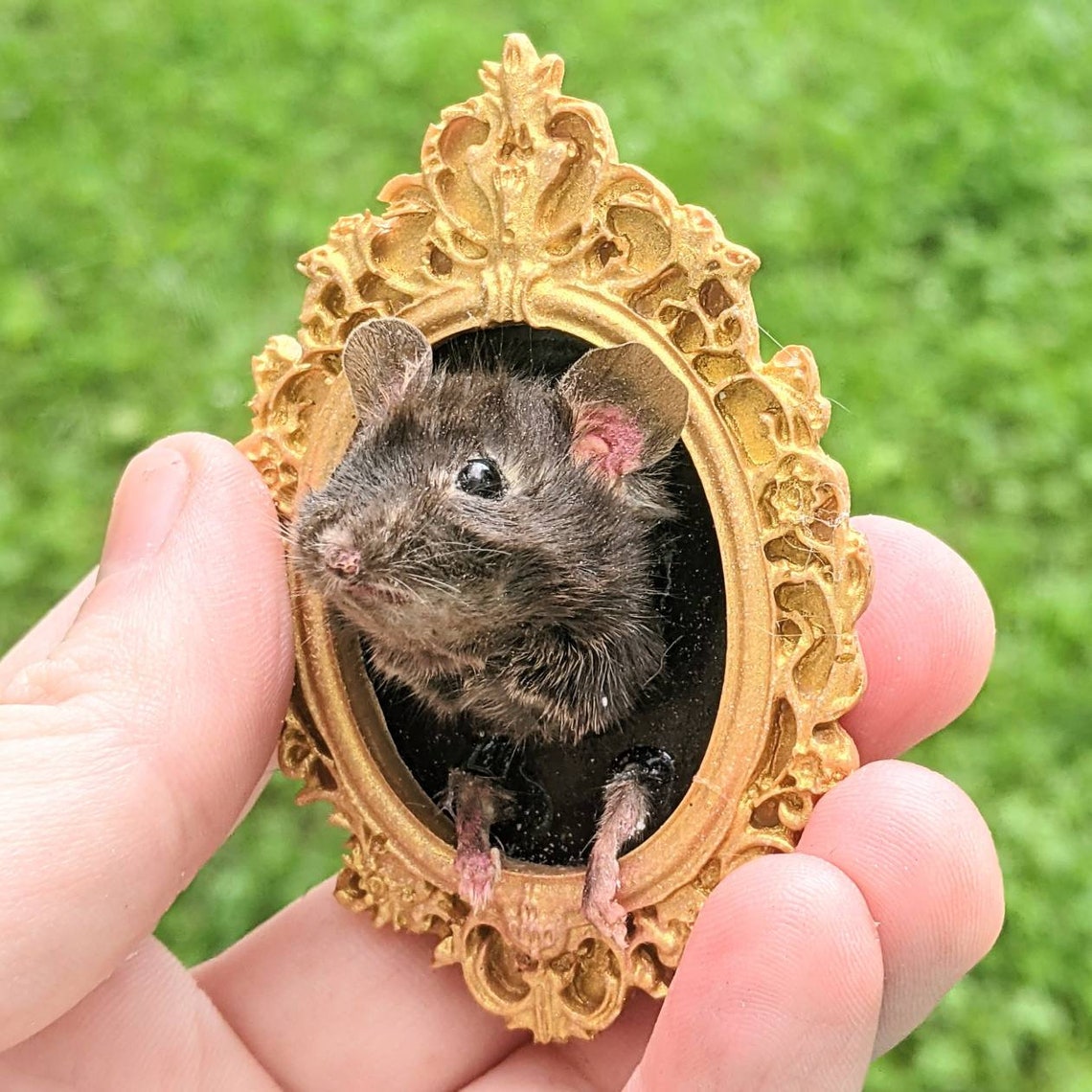 Taxidermy Mouse Head Mount Trophy. Tiny Mouse With Paws in | Etsy