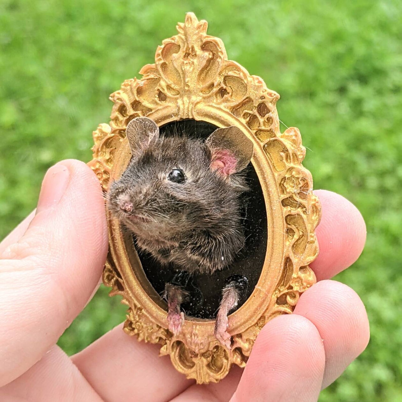 Taxidermy Mouse Head Mount Trophy. Tiny Mouse With Paws in | Etsy