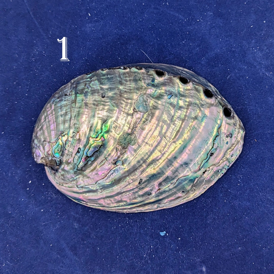 Paua Shell Genuine New Zealand Abalone Shell From South Island Hand ...