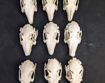 Real Rabbit Skull - Etsy