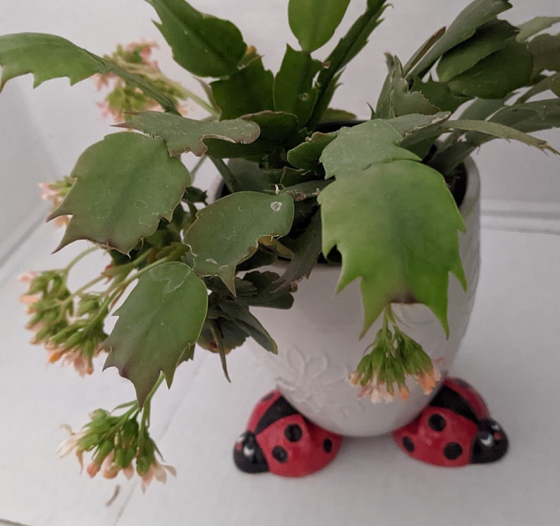 Ladybug Pot Feet - Hand Painted Ceramic Four to the Set. - Etsy