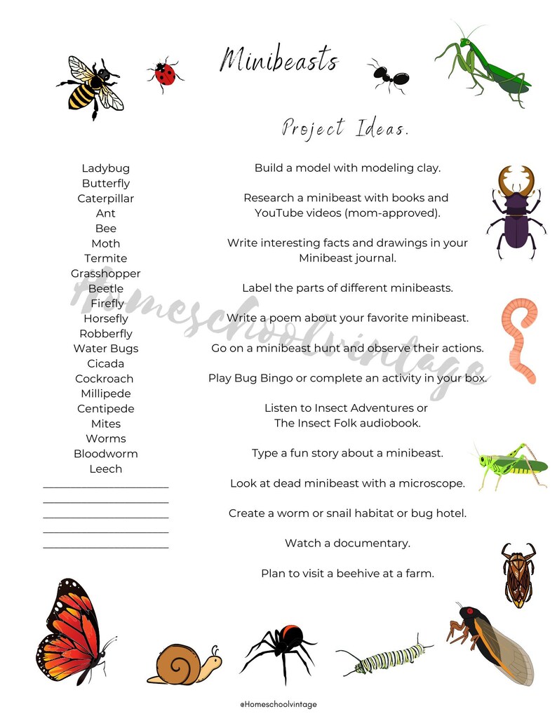 Minibeasts (insects) Simple Ideas Homeschool Printable & DIY Unit Study ...