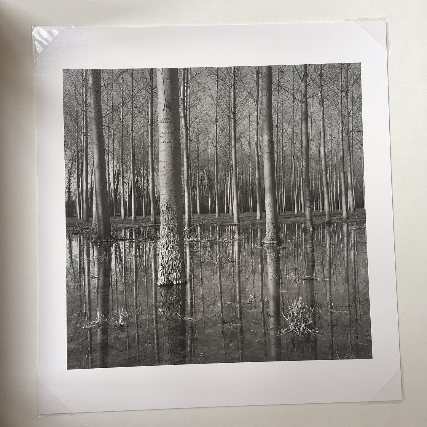 Fine Art Black and White Photography. Poplar Grove Study 1, 2014 ...