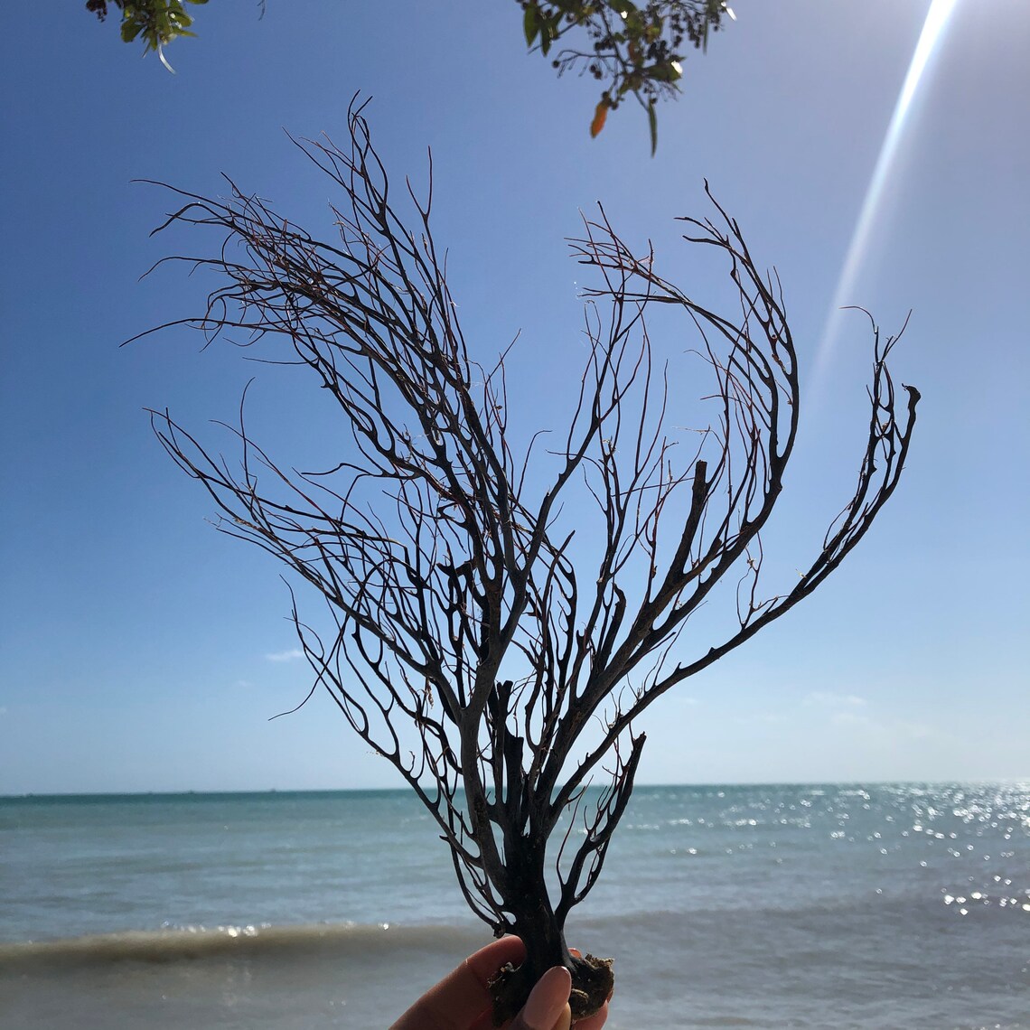 Black Sea Fan, Surf Tumbled, Natural Sea Fans, Sea Fan Coral, Caribbean ...