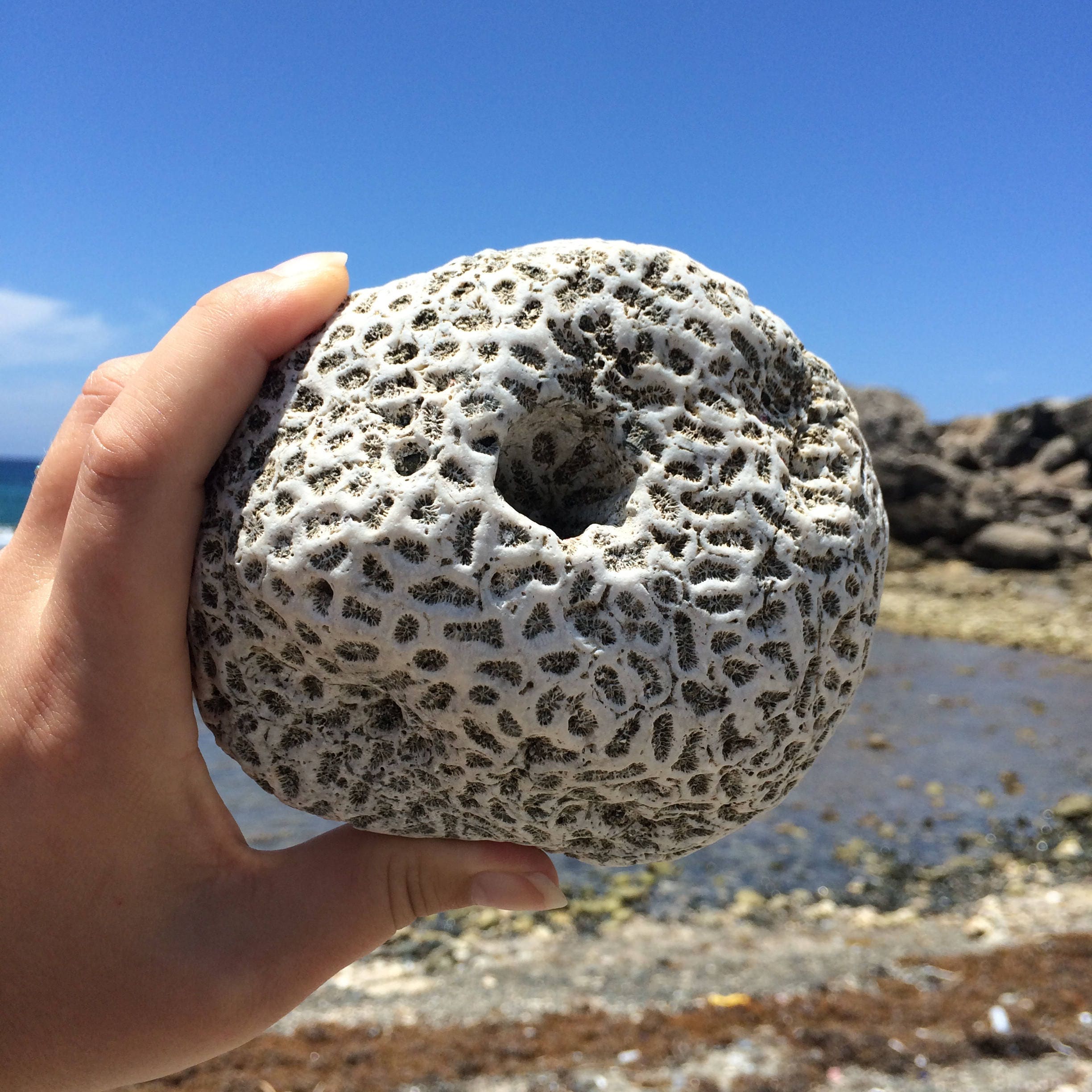 Beach Decor, Centerpiece, Fossil Coral, Natural Gray Coral Fossils ...