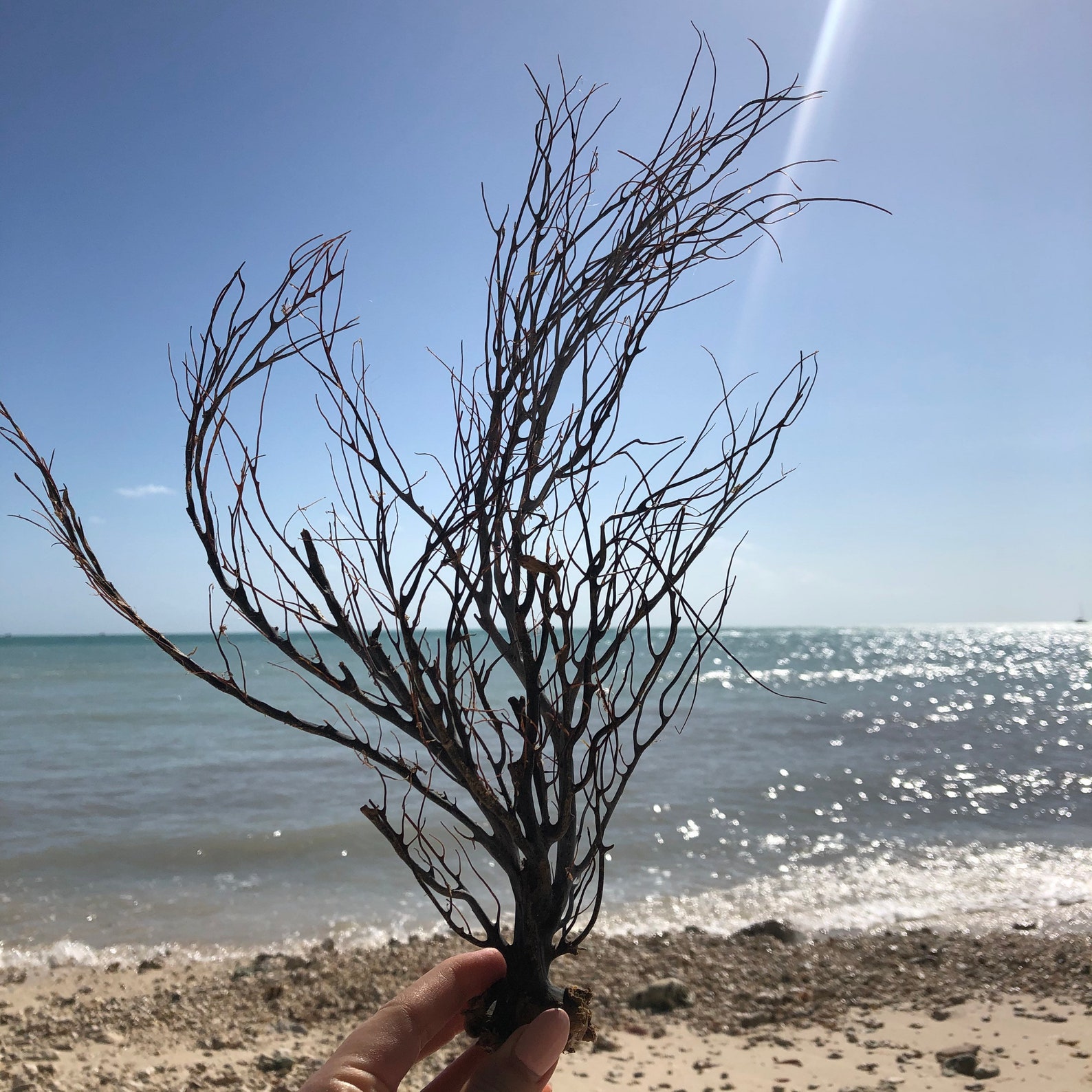 Black Sea Fan, Surf Tumbled, Natural Sea Fans, Sea Fan Coral, Caribbean ...