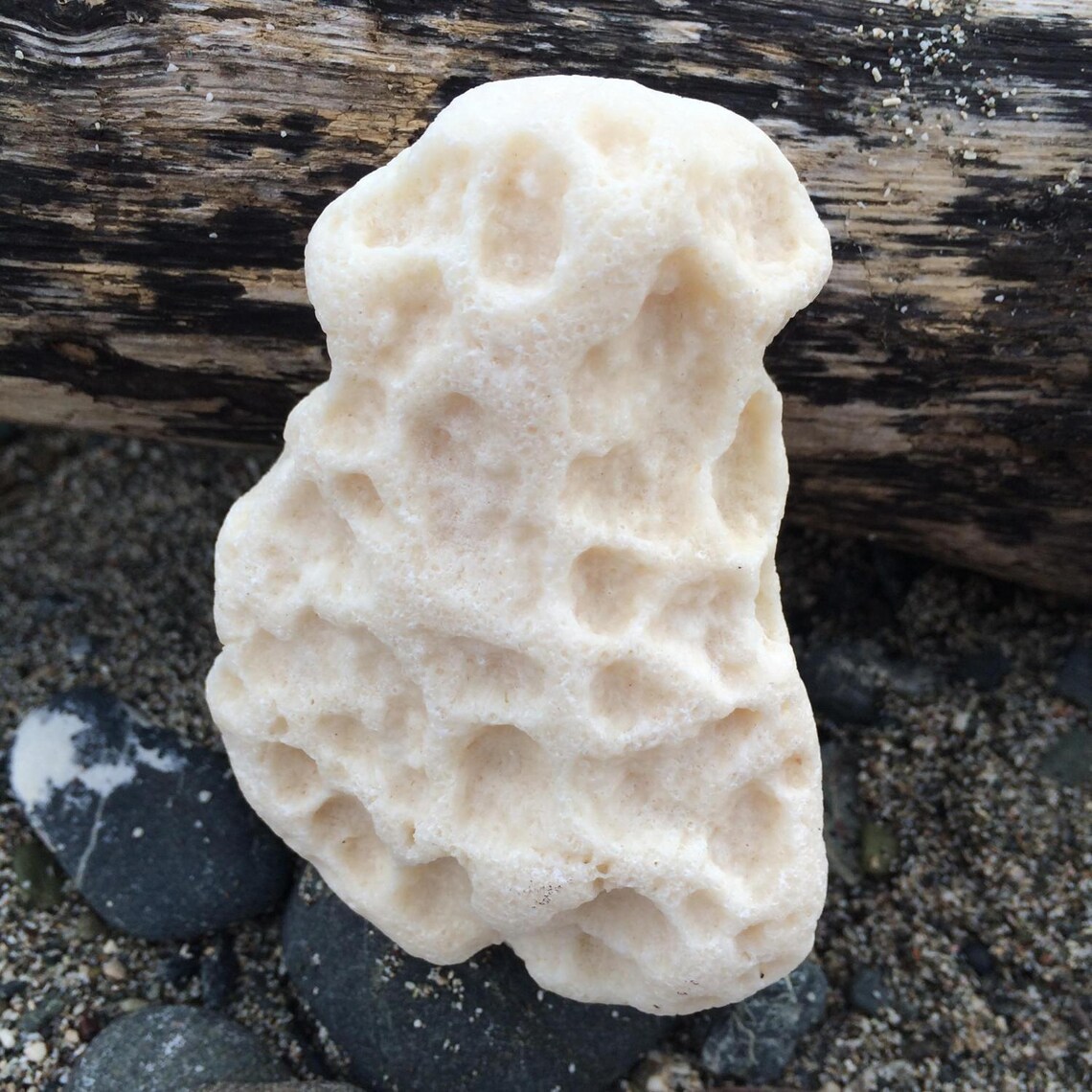 Fossil Coral Rocks Natural White Coral Fossils Very Old - Etsy