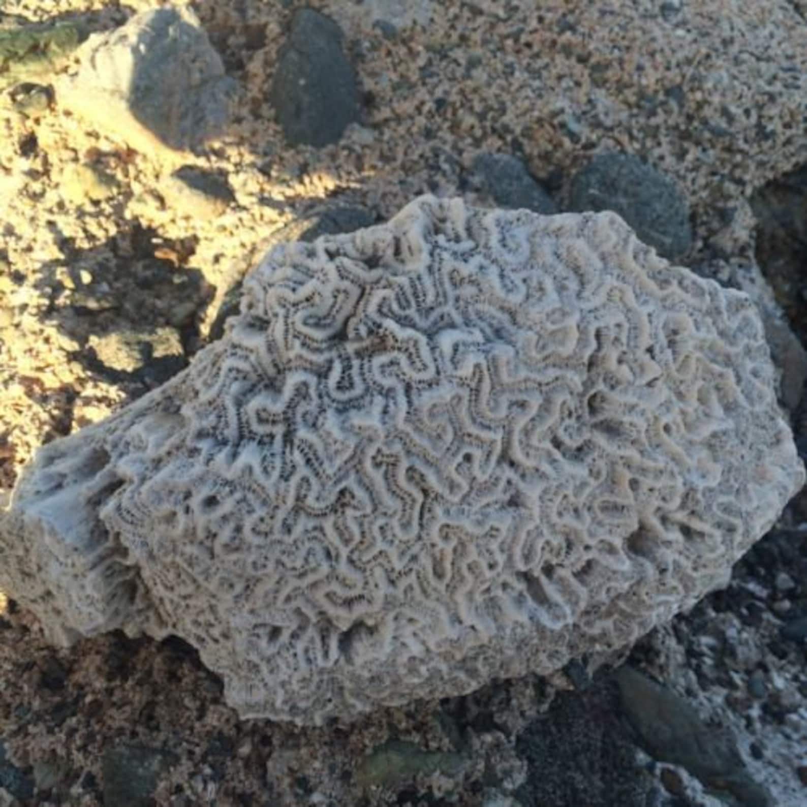 Fossil Coral Rocks Natural Rustic Coral Fossil Very Old | Etsy