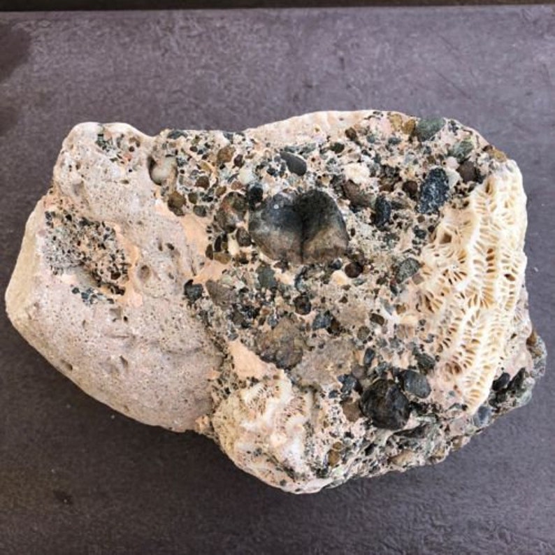 Mineral Sea Rock Pudding Stone Rare Sea Rock Rock Decor - Etsy