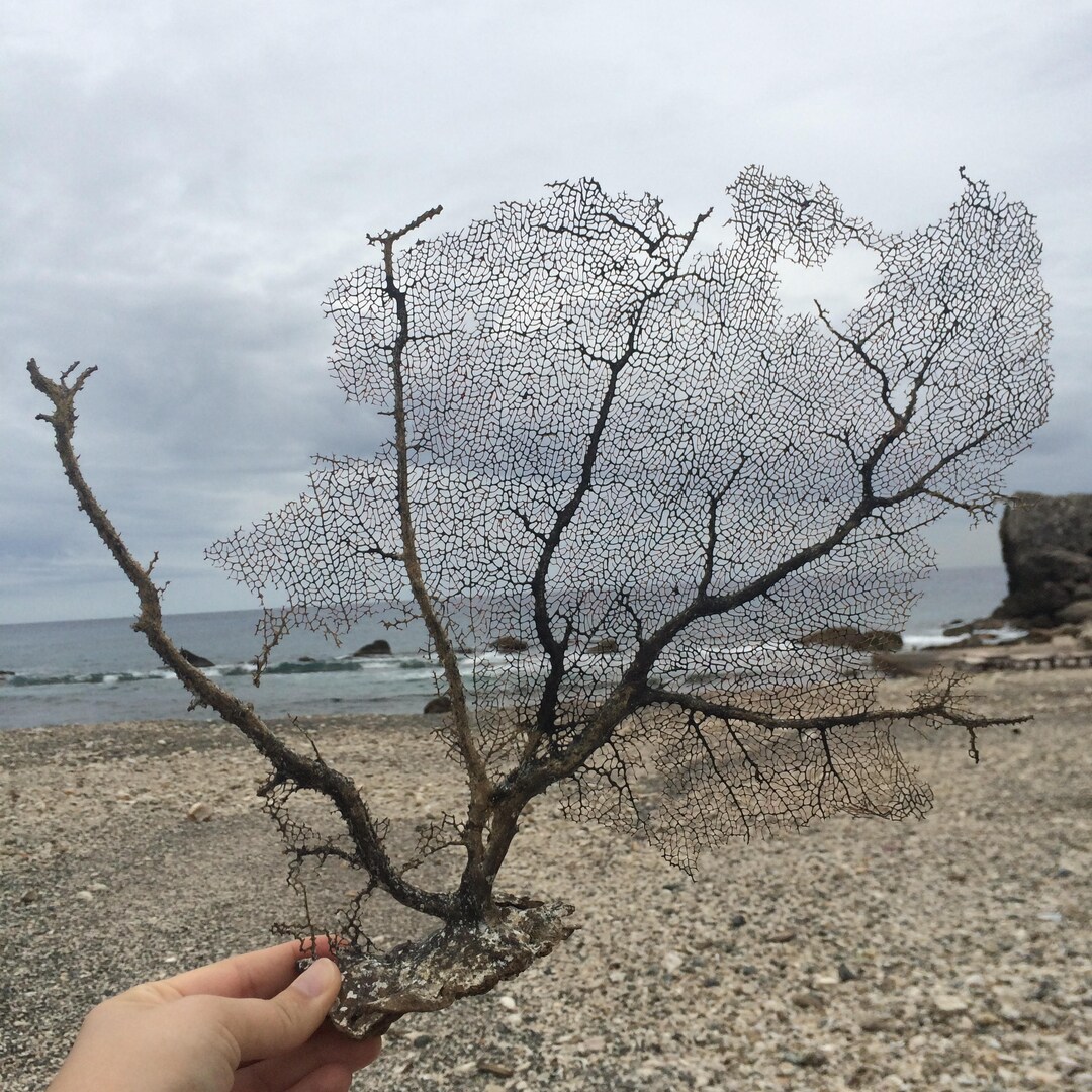 Sea Fan, Surf Tumbled, Natural Sea Fans, Sea Fan Coral, Caribbean Fans ...