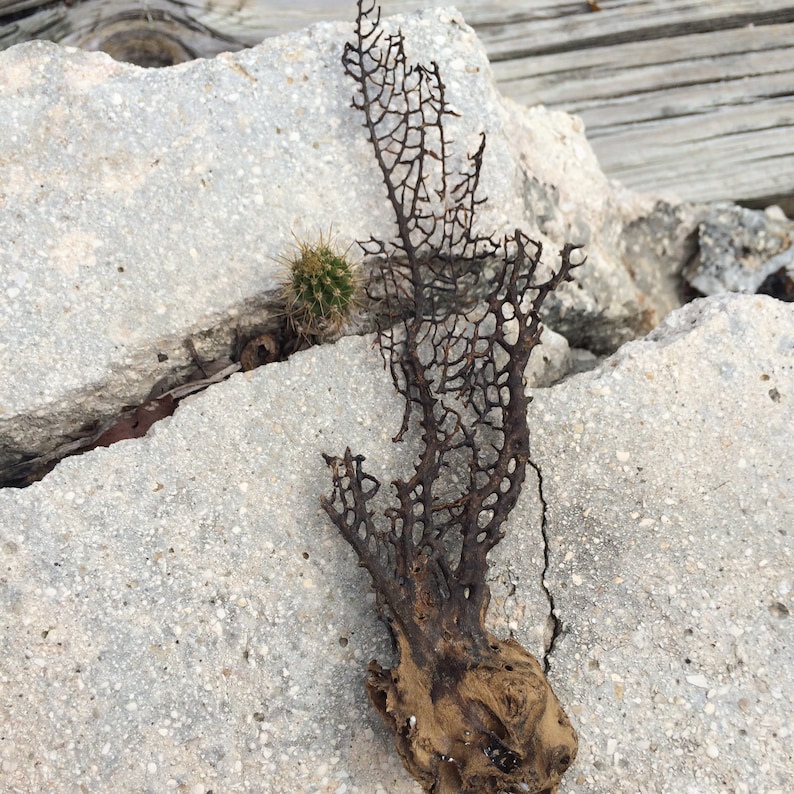 Sea Fan Art, Black Sea Fan, Surf Tumbled, Natural Sea Fan, Sea Fan ...