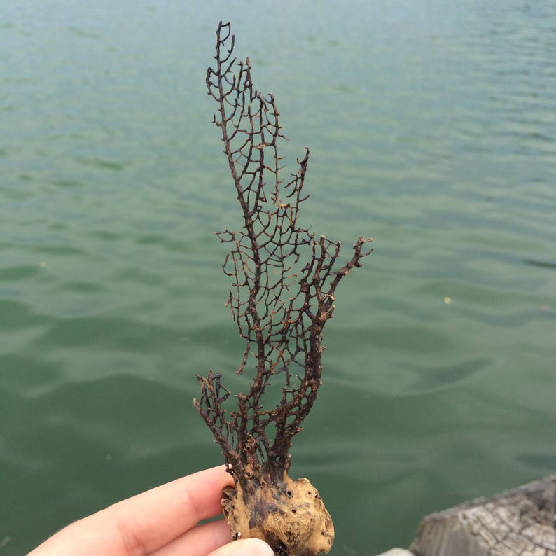 Sea Fan Art, Black Sea Fan, Surf Tumbled, Natural Sea Fan, Sea Fan ...
