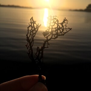 Small Sea Fan, Sea Fan, Surf Tumbled, Natural Sea Fans, Sea Fan Coral ...