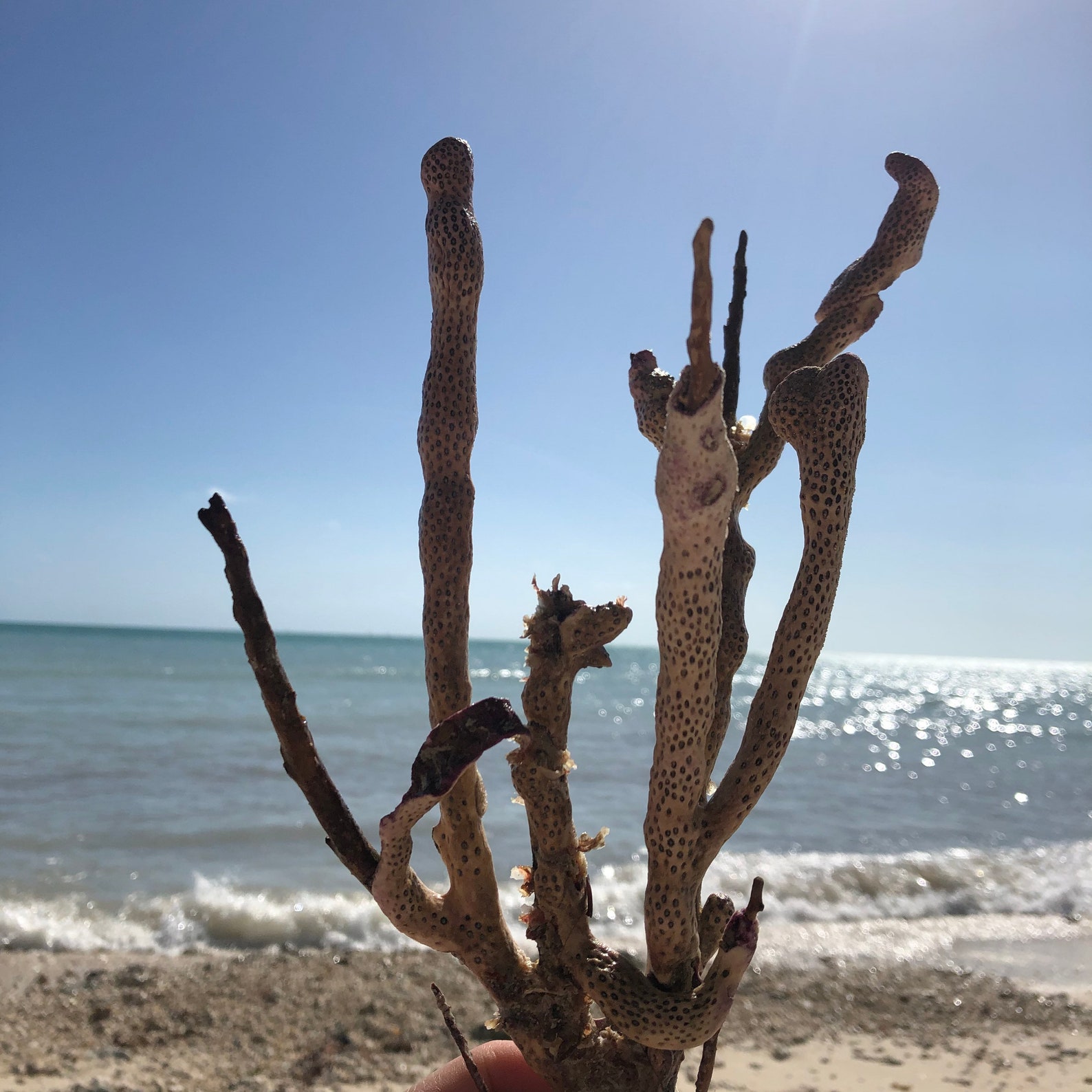 Coral Sea Fan, Surf Tumbled, Natural Sea Fans, Sea Fan Coral, Caribbean ...